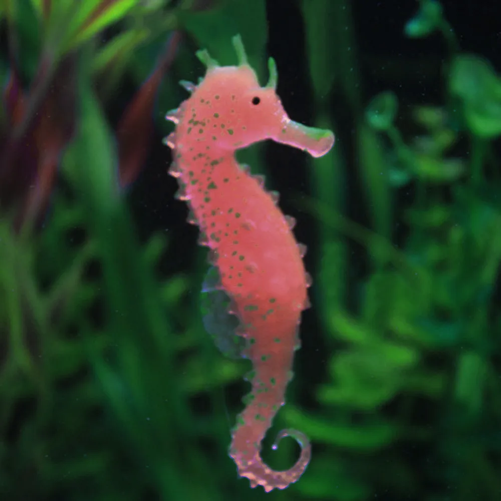 Pet Seahorse