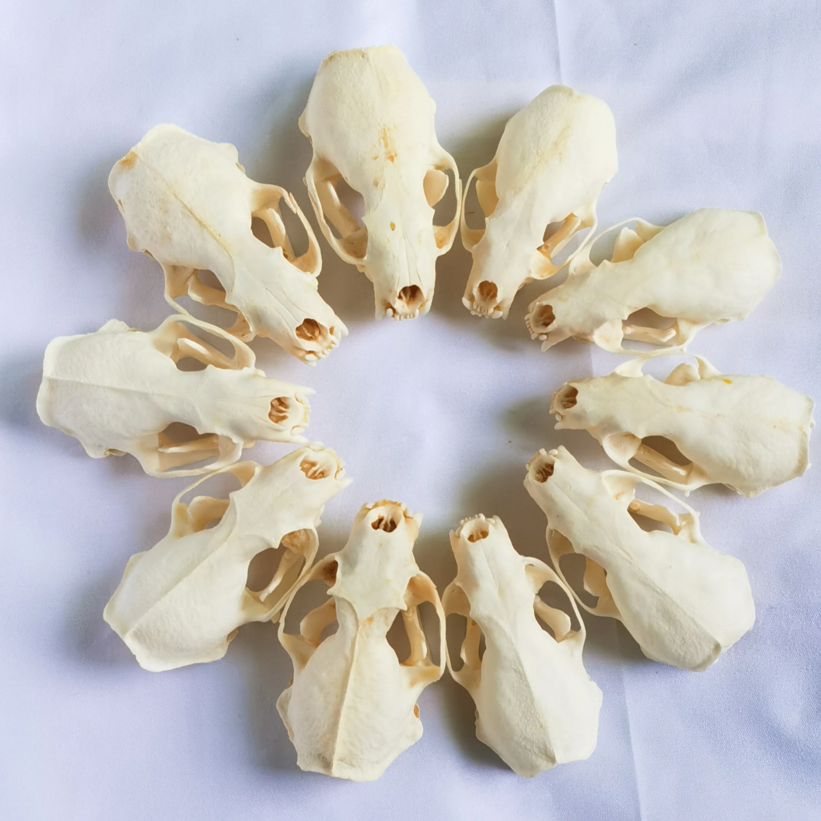 5-10pcs-Real-mink-skulls-Animal-Bone-Specimens-Unique-ornaments.jpg