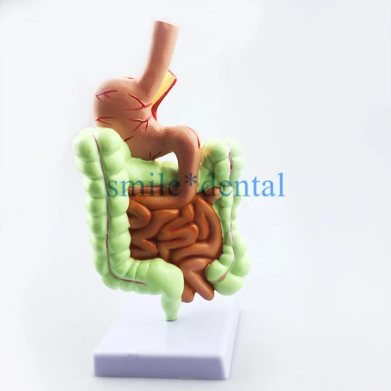 Digestive System Clay Model