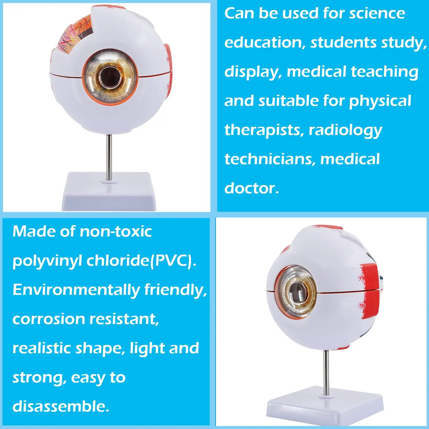 Eyeball Anatomy Model