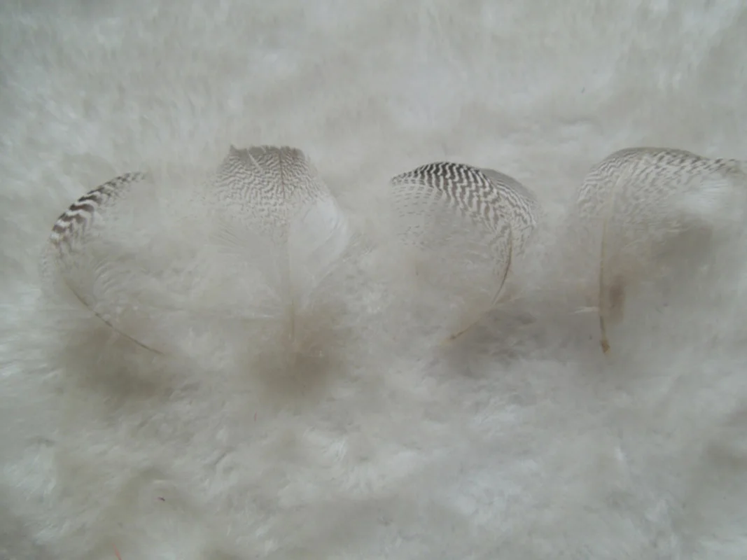 50pcs 4-6cm Natural Grey Wild Duck Feathers For Diy Carnival Costume ...