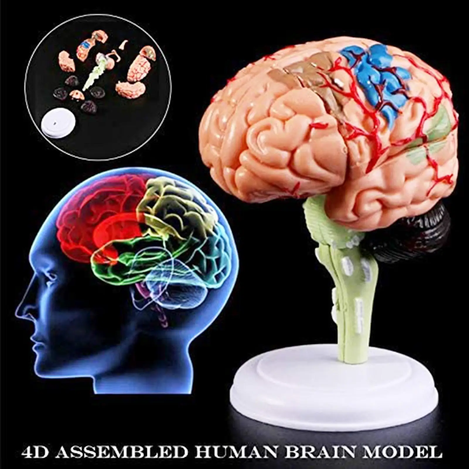 The Human Brain For Kids