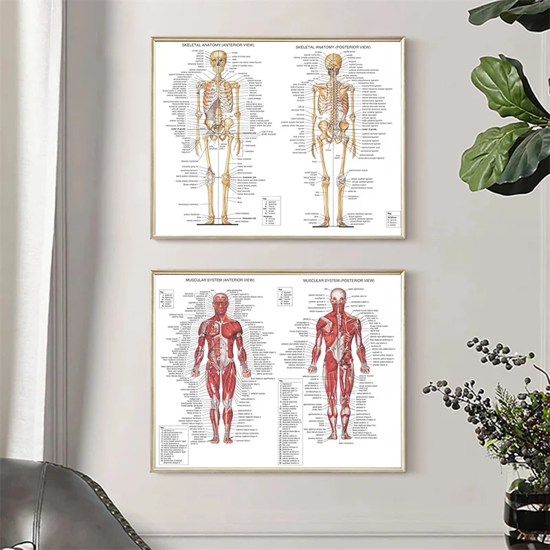 Human Body Structure Anatomy Poster Medical Hospital Wall Picture ...