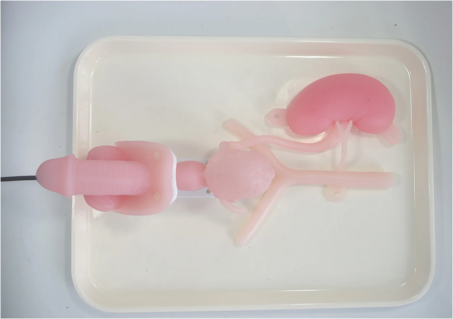 Ureteroscopy-training-simulator-silicone-urinary-endoscopy-hollow ...