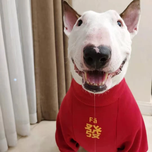 Chinese Bull Terrier