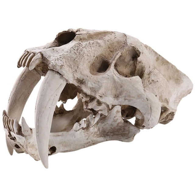 Saber Tooth Tiger Skull Front View