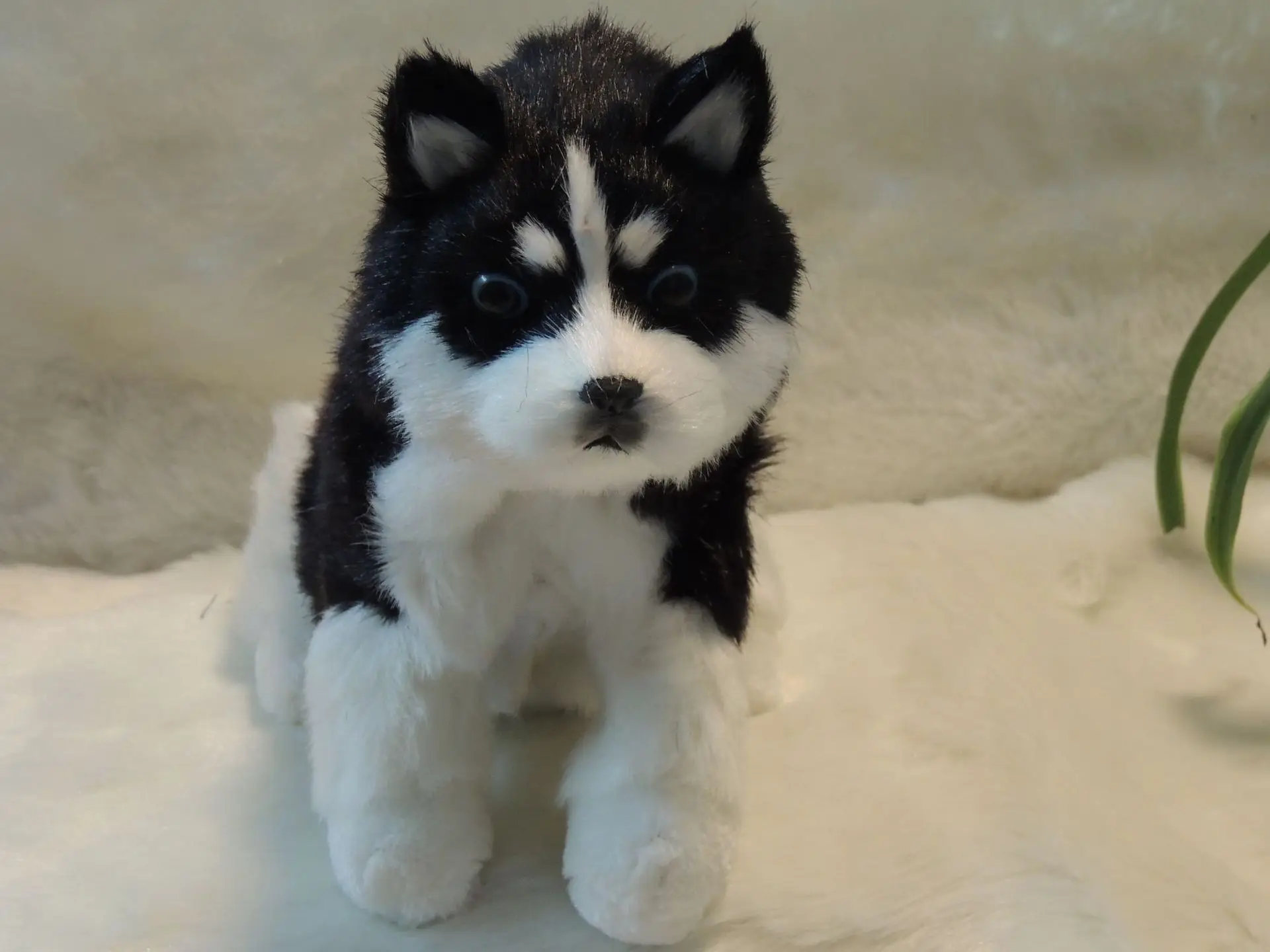 Light Husky