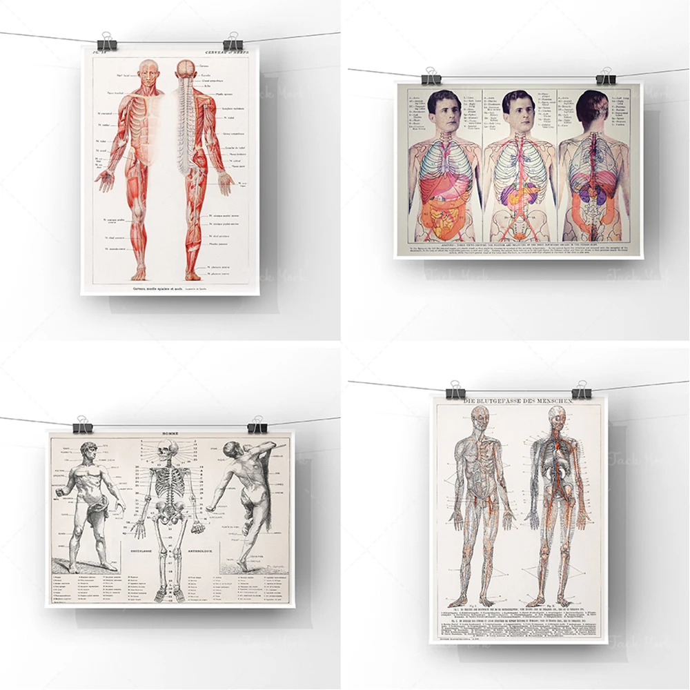 Human Body Medical Sketch