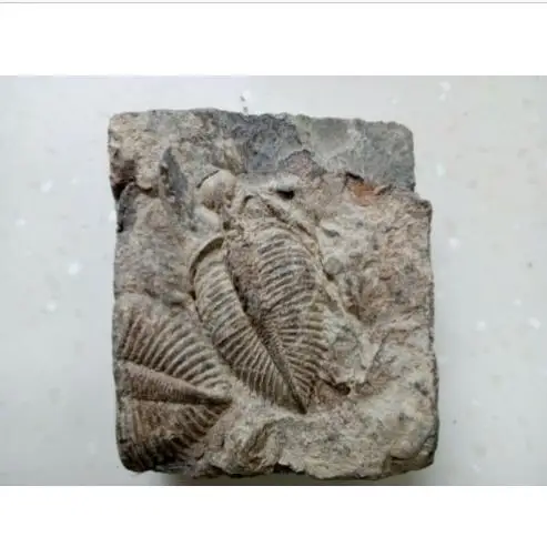Fossil Golden Trilobite (Coronocephalus jastrowi) on matrix rock ...