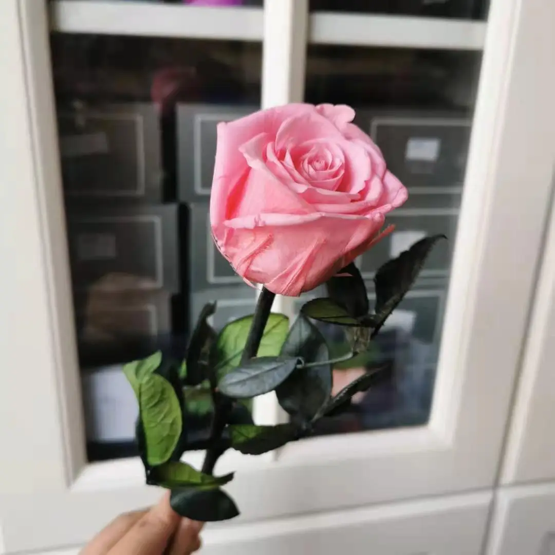 4 5CM/28cm,Natural Preserved Rose flower with stem,Real Eternal display ...