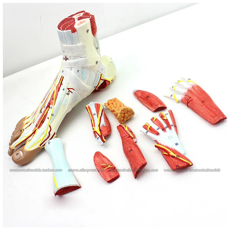 12035-Full-Size-1-1-Human-Anatomy-Foot-Muscle-Model-Medical-Science ...