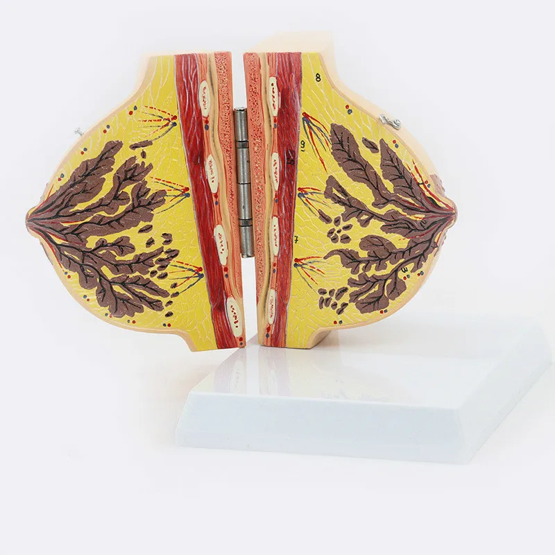 Anatomia-da-mama-realce-cosmetologia-modelo-fase-estacion-ria-mama ...