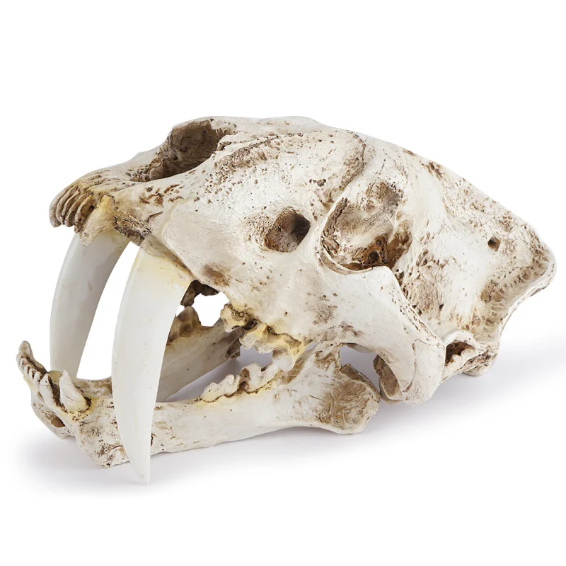 Saber Toothed Tiger Skull