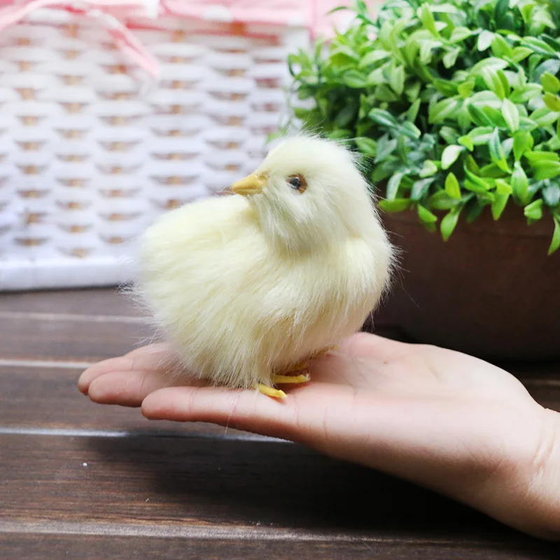 Fluffy Baby Chicken
