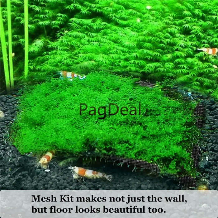 Carpet Moss Aquarium