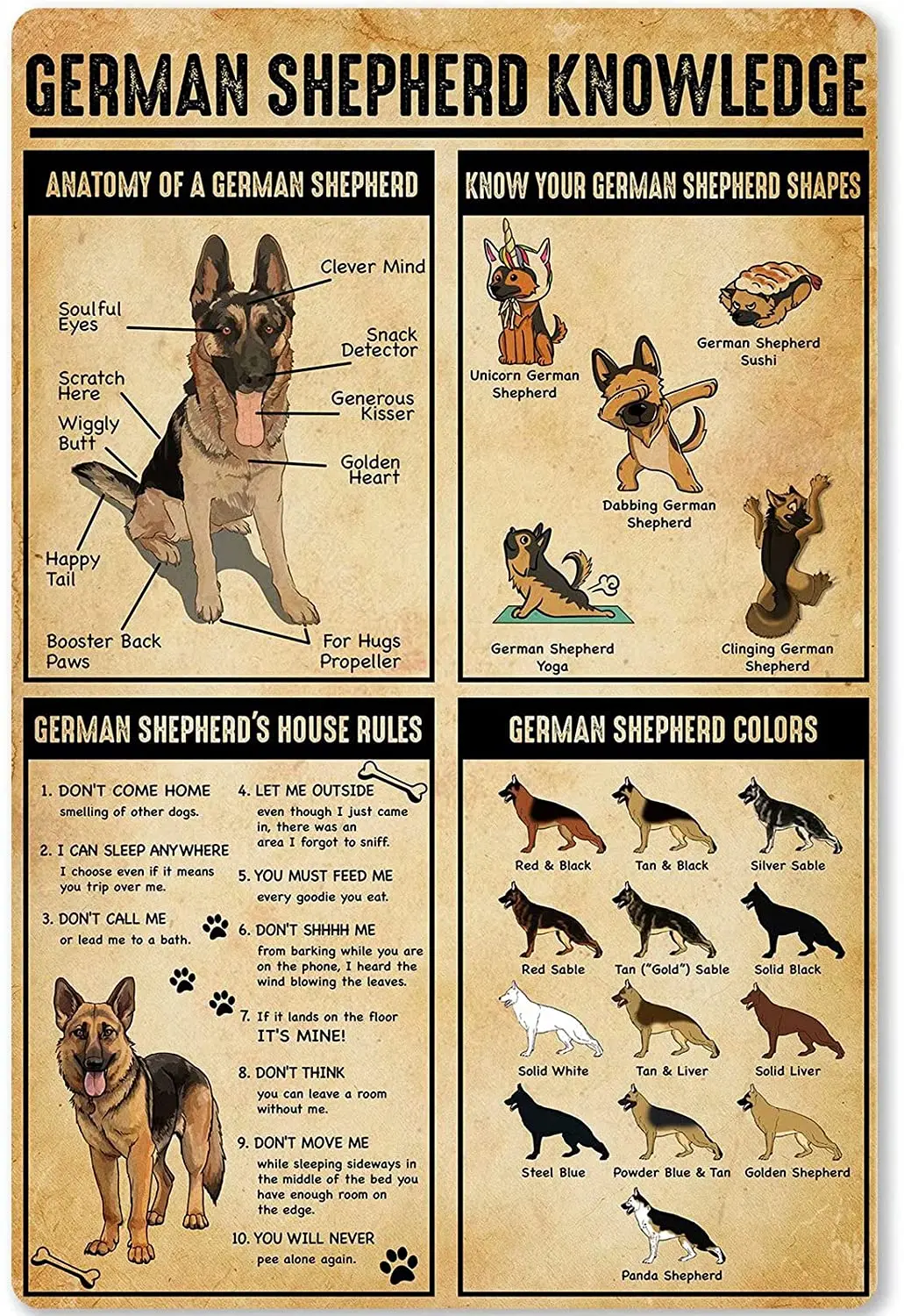 Powder Blue German Shepherd