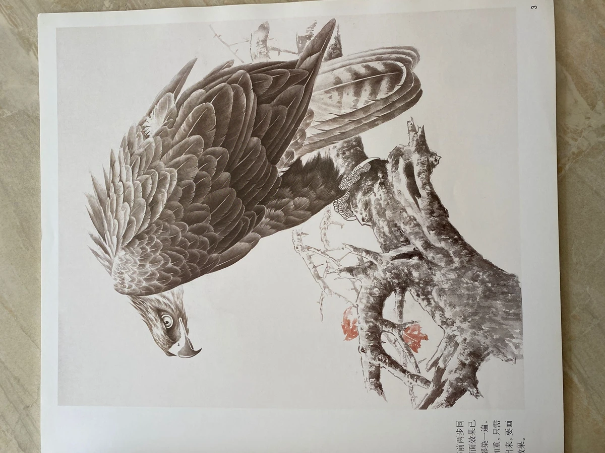 Hawk Drawings Tattoos