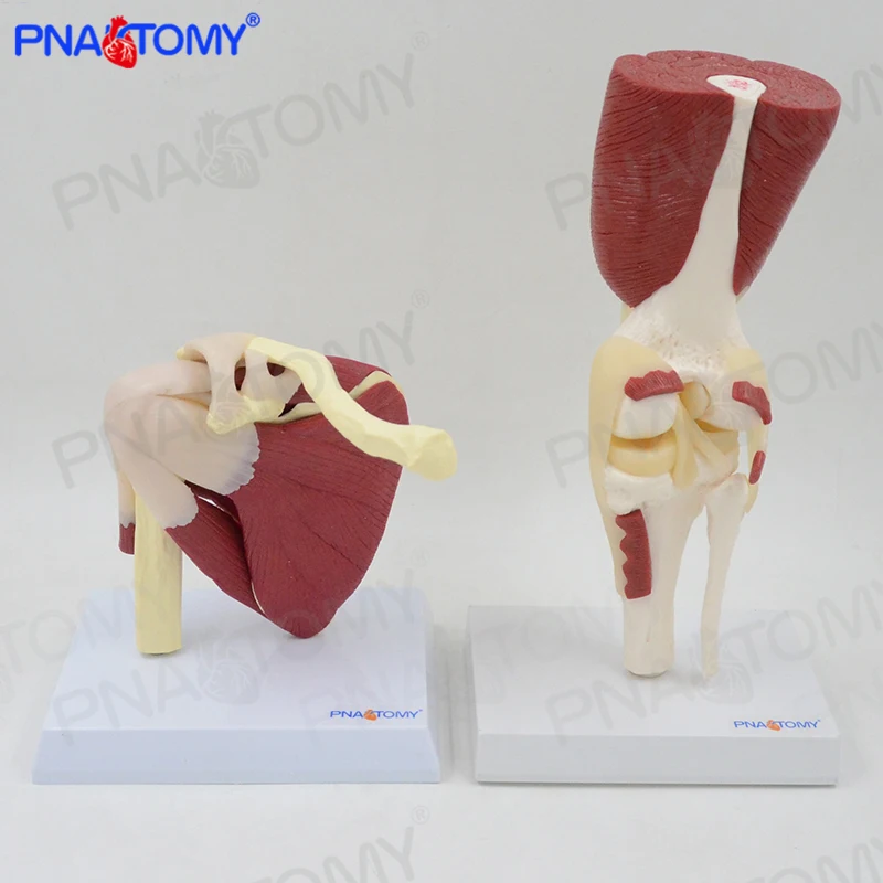 1:1 Life Size Shoulder Joint Knee Joint Model with Muscles with ...