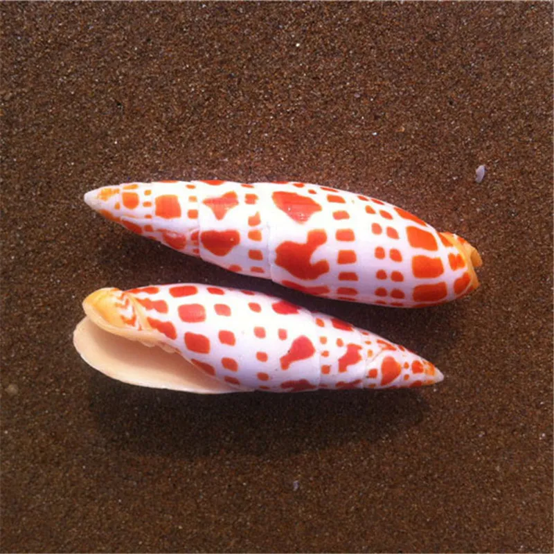 5 7CM Mitra Episcopalis Mitra Episcopal Mitre Natural Conch Marine ...