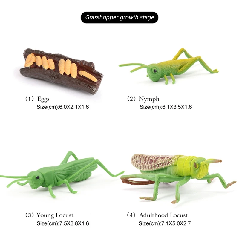Locust Life Cycle