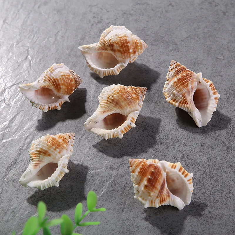 2pcs-lot-Marine-Shells-for-Home-Decoration-Natural-Short-Spiny-Conch ...