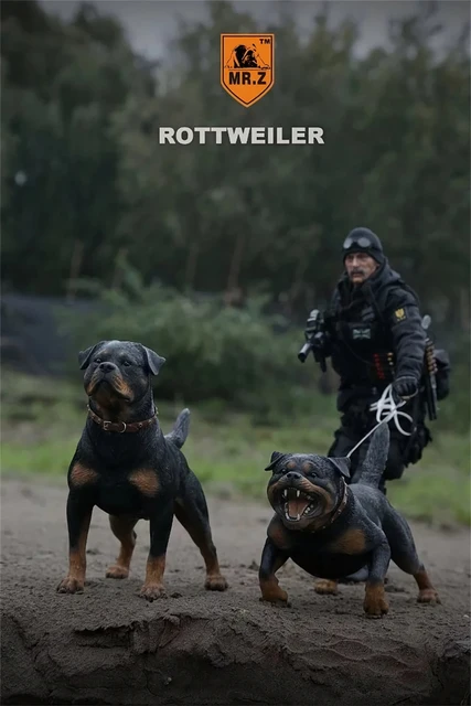 Rottweiler Military Dog