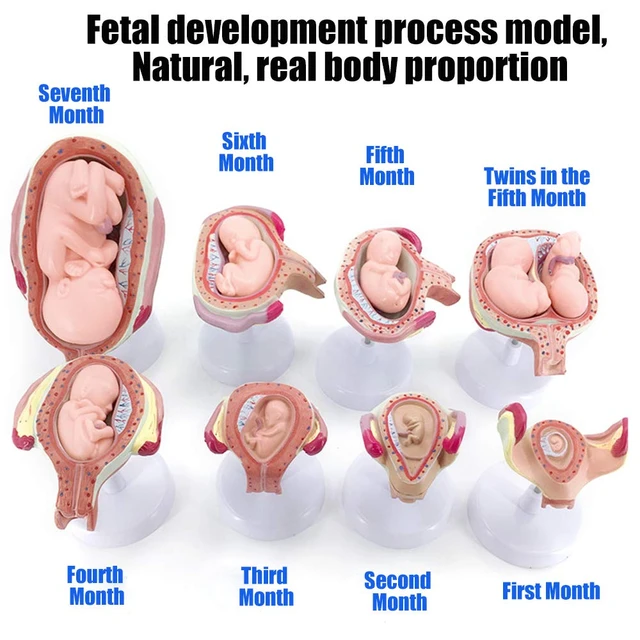 Embryo Development