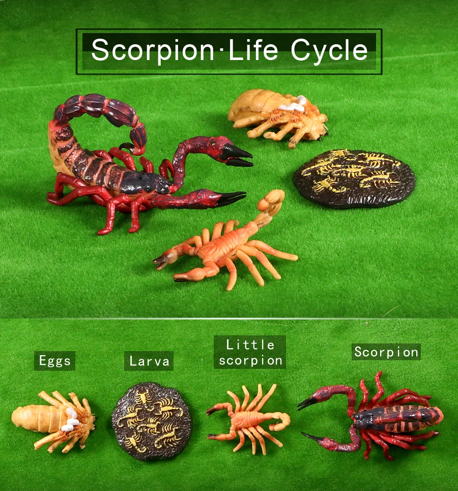 Scorpion Life Cycle