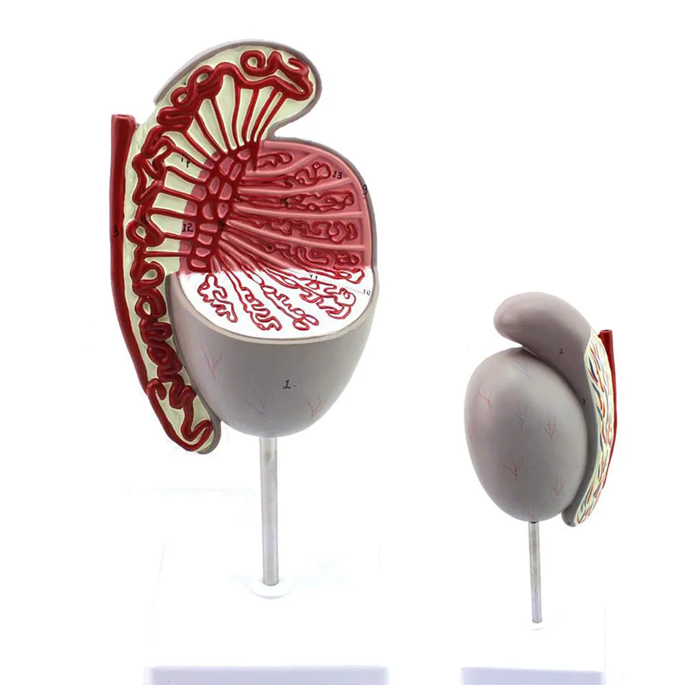 Testis-Structuur-Model-Urogenitaal-Systeem-Menselijk-Anatomie-3-5-Keer ...
