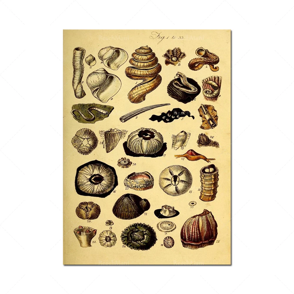 Vintage Shell Drawings