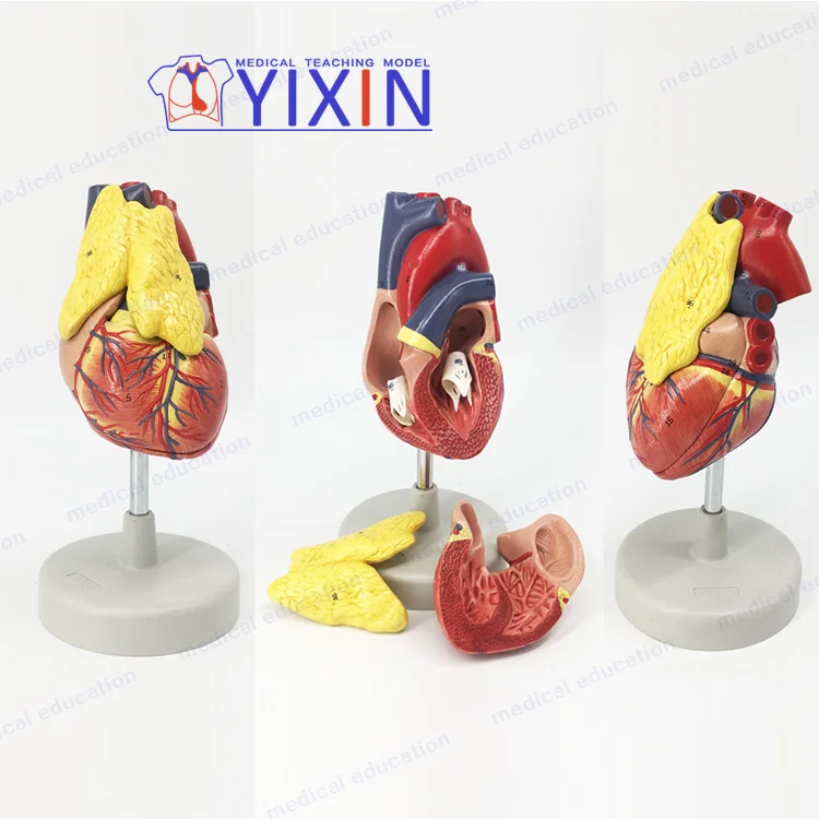 Thymus Gland Model