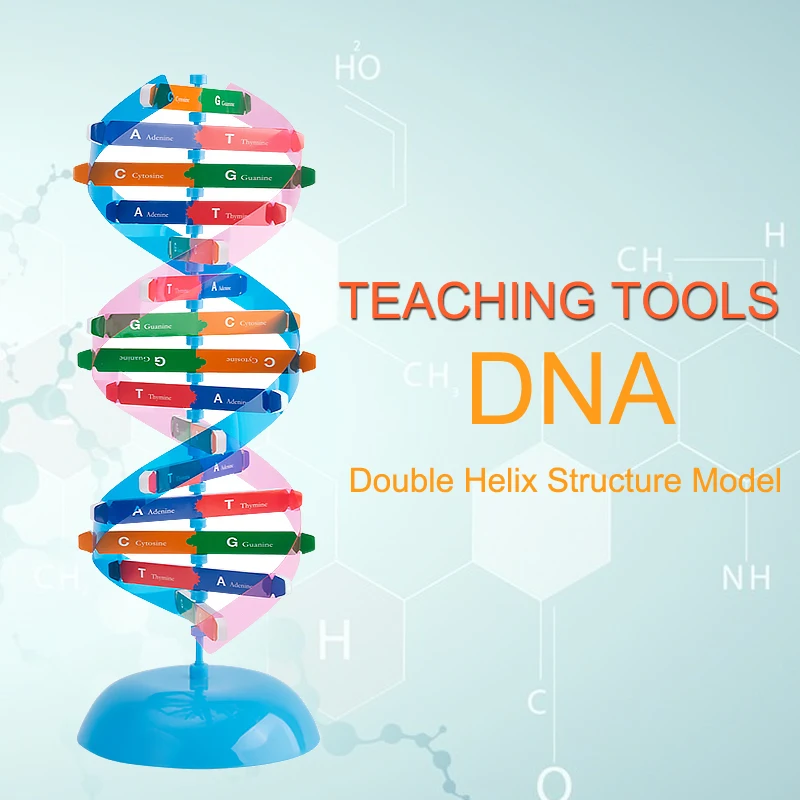 Biology-Teaching-Tools-DNA-Structure-Demonstration-Model-DIY-STEM ...