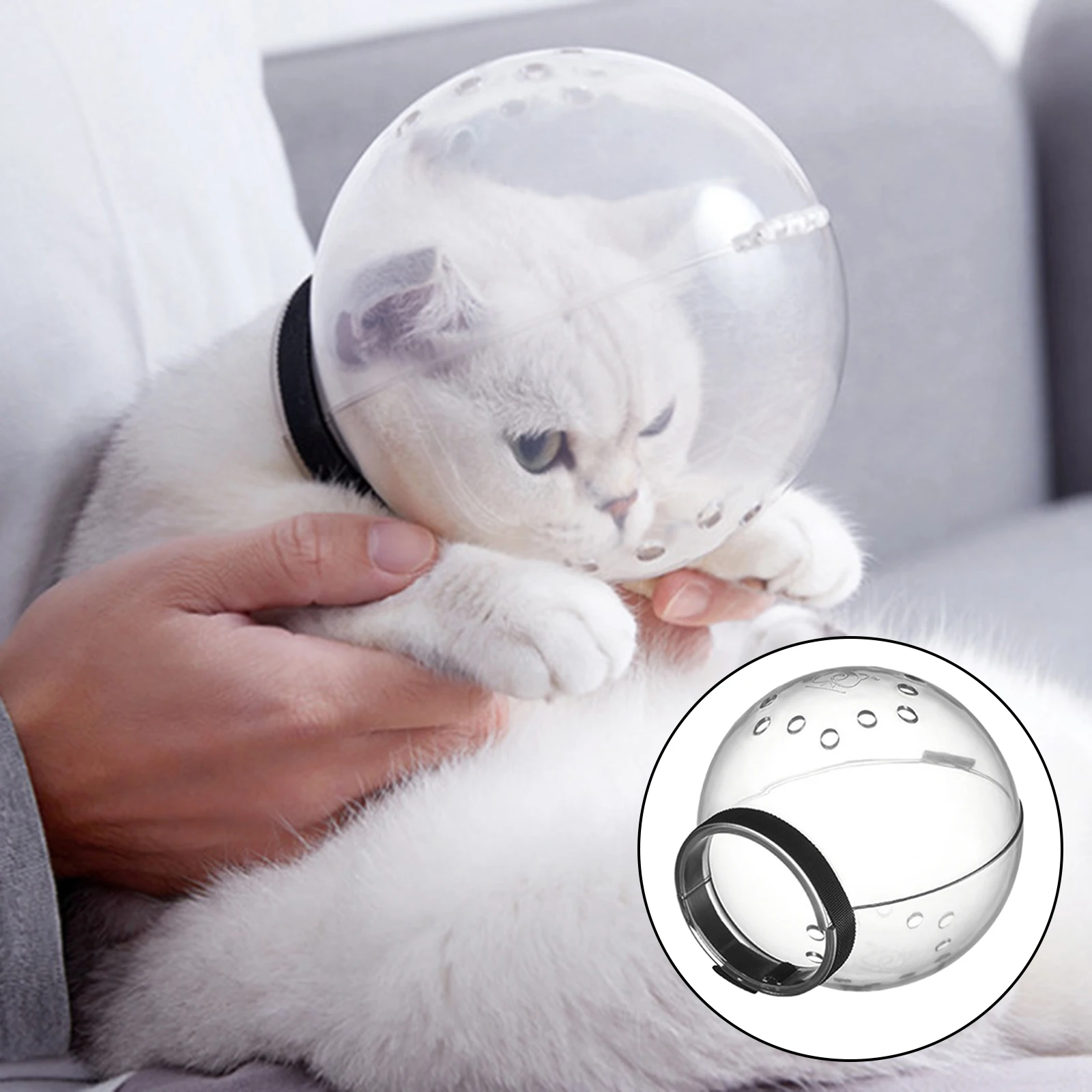 Cat Covering Mouth