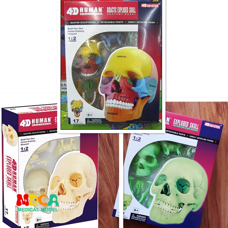 4D-Colored-Human-didactic-exploded-Skull-Model-Medical-Science-Skeleton ...
