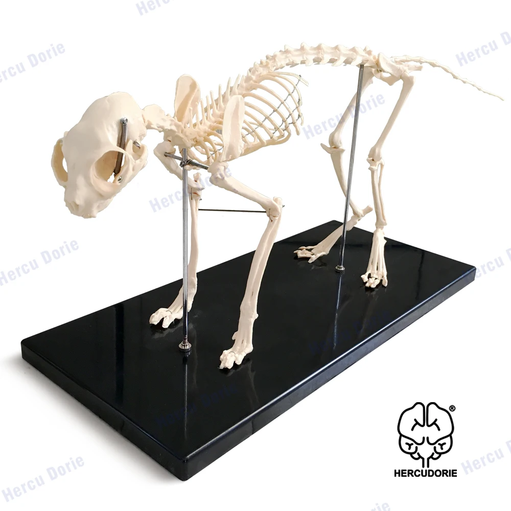 Kedi-iskeleti-ve-anatomisi-Model-seti-kedi-iskelet-anatomik-modeli-kedi-kemikleri-iskelet-rnek ...