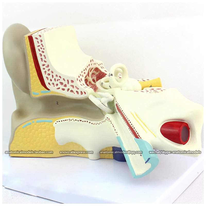 12519 / Human Anatomy Ear Model w/ 3 parts Movable in 6x Life Size ...