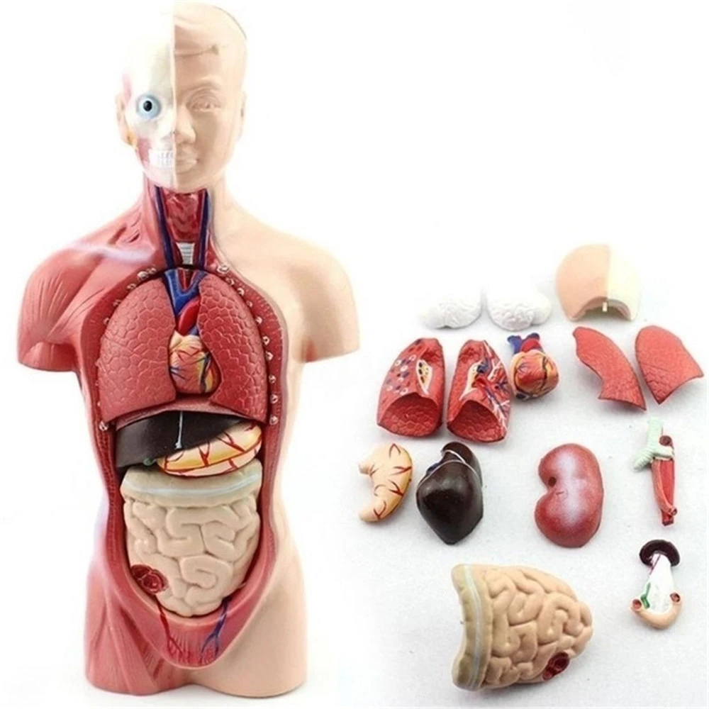 Human Torso Body Model Anatomy Anatomical Medical Internal Organs ...
