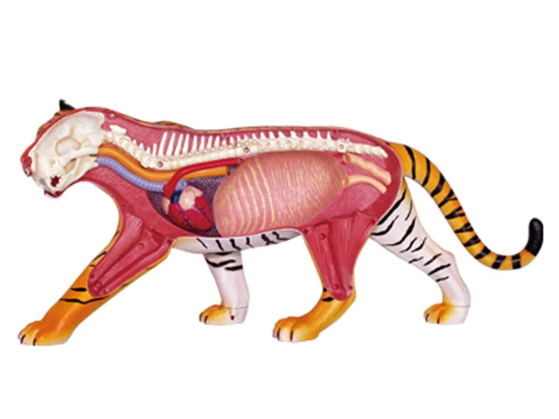 Tiger Dissection