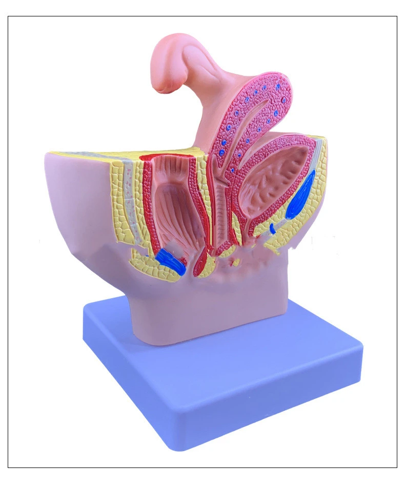 Female pelvic system Reproductive system Fallopian tube Bladder Vagina Rectal model Pelvic ...