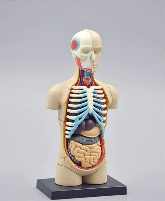 32pcs-assemble-4D-Human-torso-Body-model-anatomical-Anatomy-of-organs ...