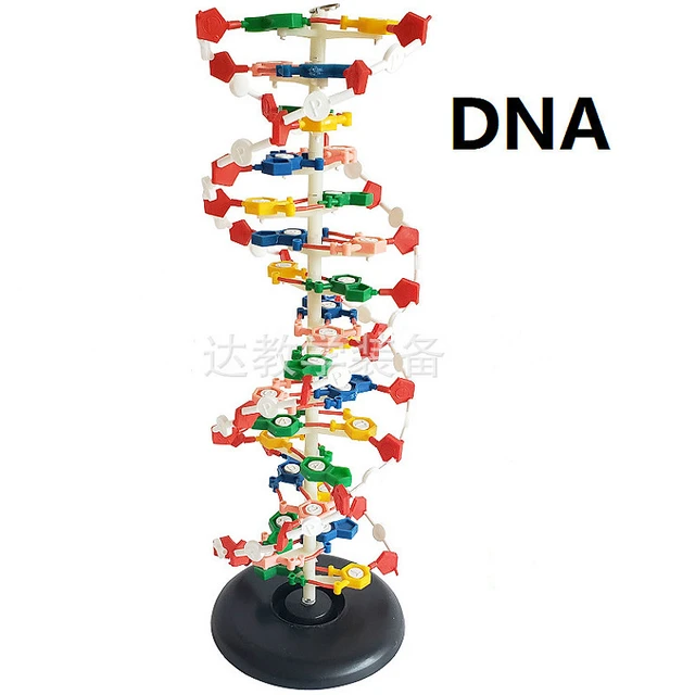 3d Dna Molecule Model