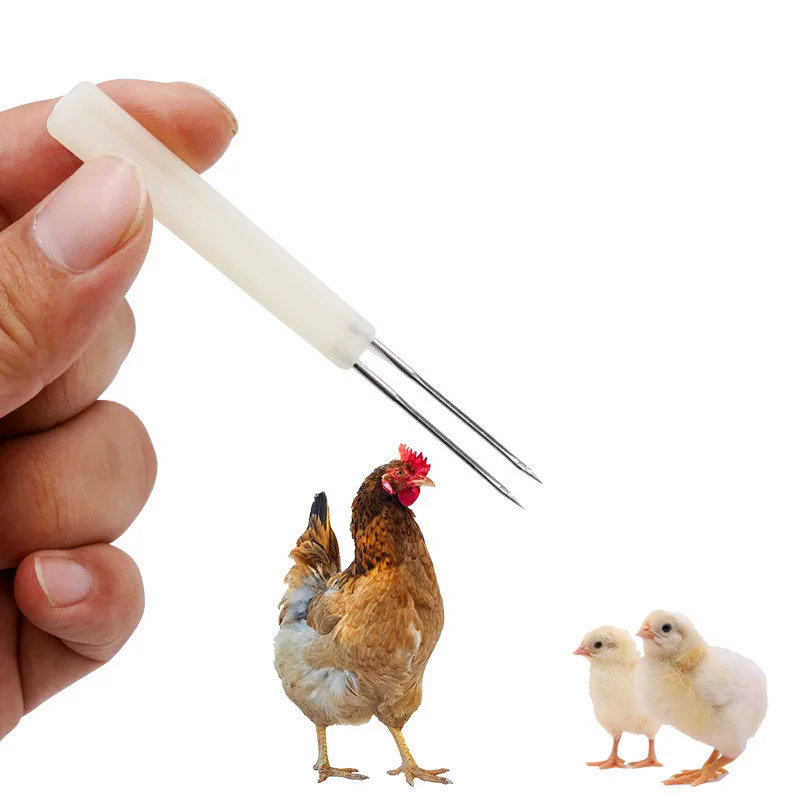 15 Pcs Poultry Chicken Thorn Acne Needle Birds Blain Pox Prick Needle ...