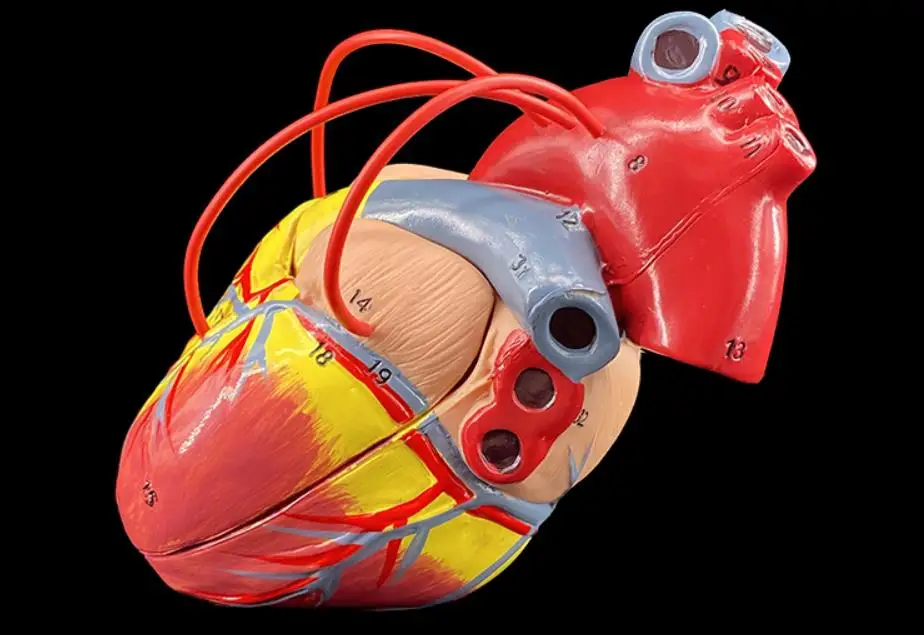 Posterior Heart Model