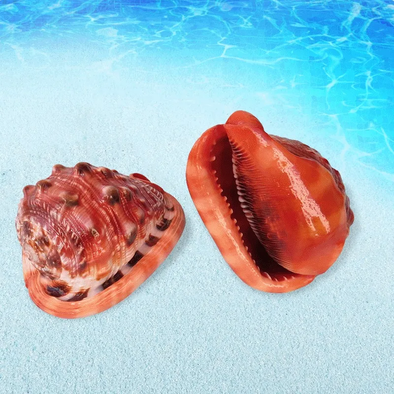 Natural-Conch-Bright-Big-Shell-Famous-Screw-Beautiful-Home-Desk ...