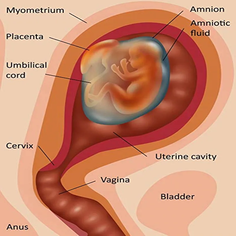 Baby In Utero Diagram