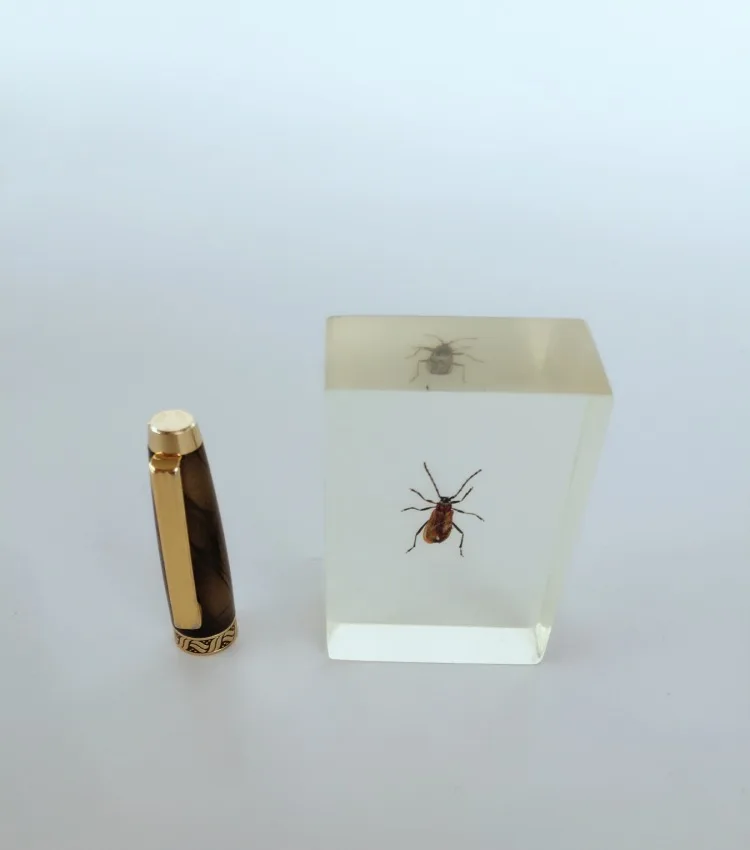 Resin-Longhornedbeetles-Embedded-Specimen-Real-Insect-Embedded-Specimen ...