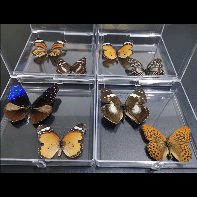 Real Beautiful Colorful Butterflies