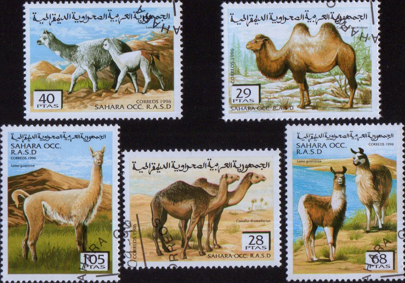 5Pcs-Set-Western-Sahara-Post-Stamps-1996-Camel-Alpaca-Marked-Postage ...