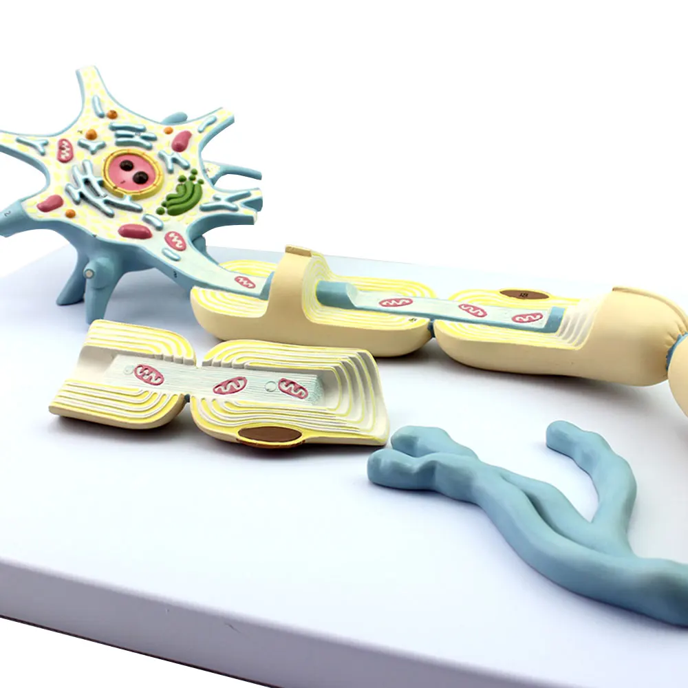 Neuron Cell Model Project