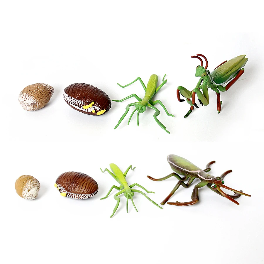 Life Cycle Of A Praying Mantis
